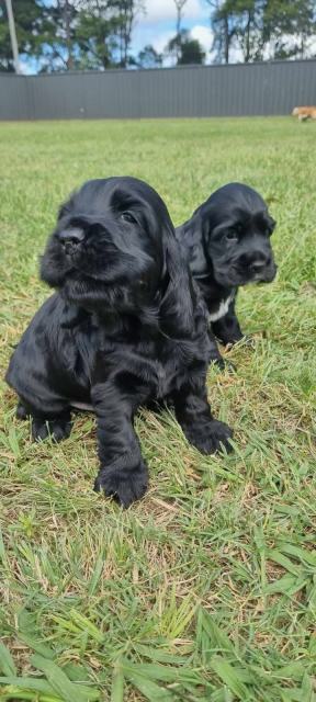 Rare Pure Bred Jet Black Cocker Spaniel Puupies | Dogs & Puppies ...