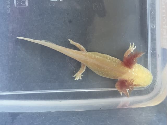 Axolotl’s (Mexican walking fish) | Fish | Gumtree Australia Tuggeranong ...