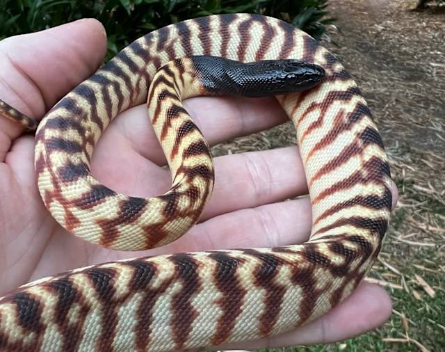 Black Headed Python hatchling Male | Reptiles & Amphibians | Gumtree ...