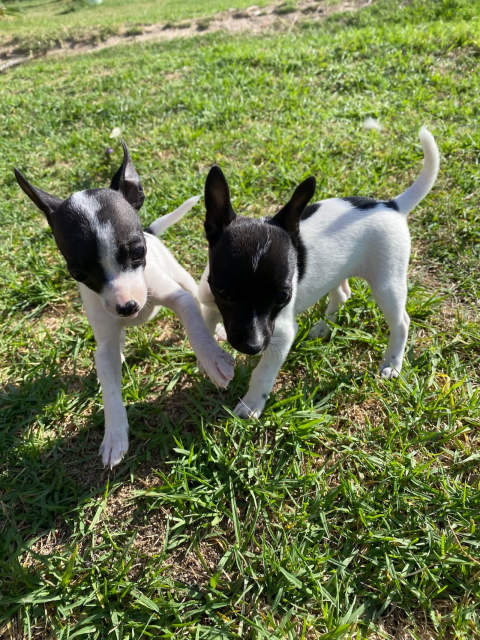 Purebred Mini Foxie Puppies | Dogs & Puppies | Gumtree Australia ...