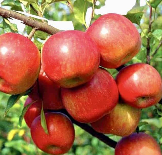 Apple - Red Fuji tree, grafted, mature, ready to fruit - Plants in ...