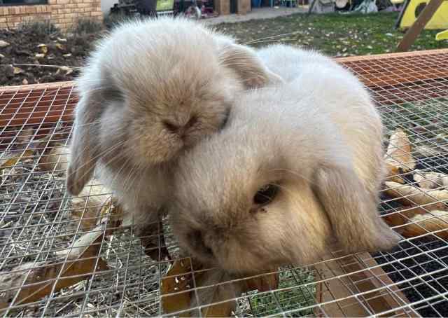 5 Female baby and 1 adult mini lop rabbits ready to go now | Rabbits ...