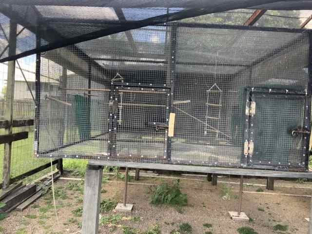 Large bird Avery | Birds | Gumtree Australia Fraser Coast - Maryborough ...