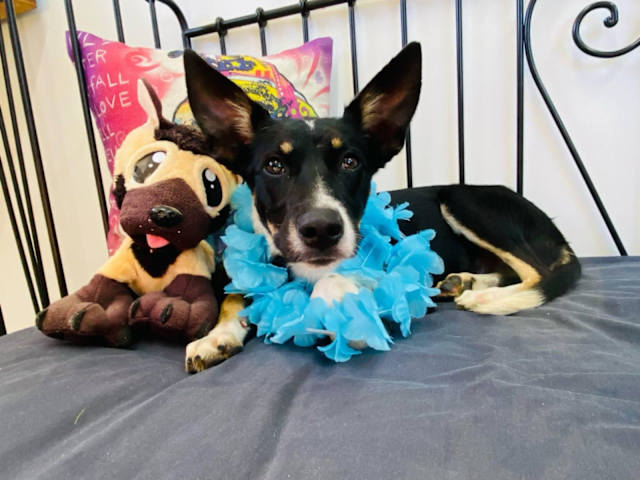 Meet Bestie!! | Dogs & Puppies | Gumtree Australia Cairns City ...