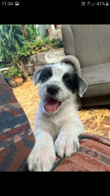 Affectionate Smithfield X Puppies | Dogs & Puppies | Gumtree Australia ...