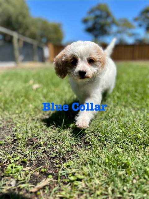 Ruby and Blenheim Cavoodle Puppys ready to go | Dogs & Puppies ...