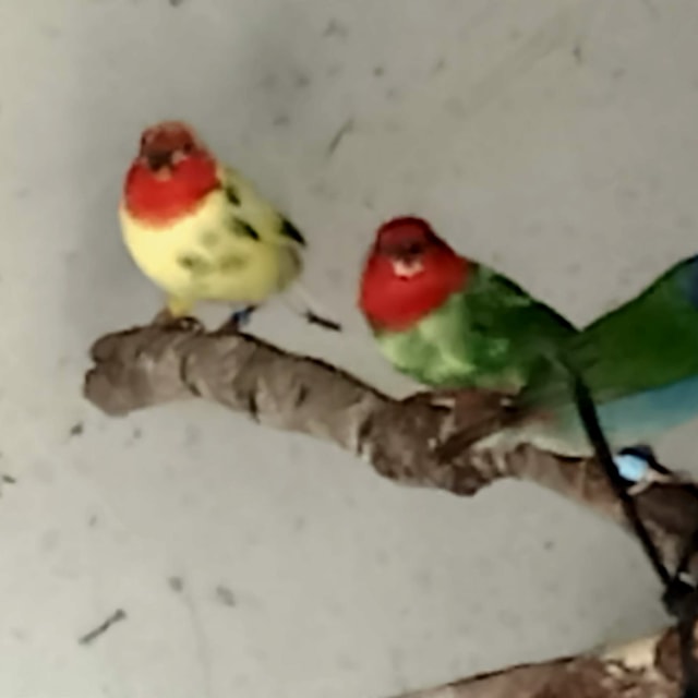 Redface pied parrot finches | Birds | Gumtree Australia Ipswich South ...