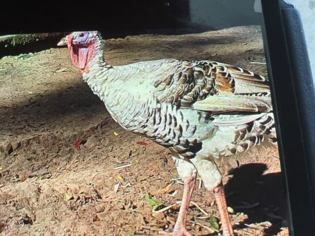 Beautiful Adult Bronzewing Turkeys/ Adult Asian x Embden Geese | Birds ...