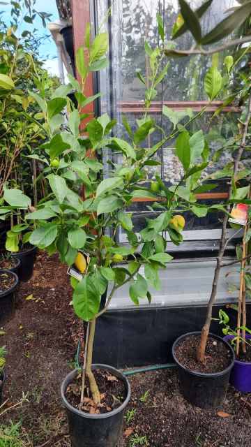 fruiting lemon tree in 26cm pot- Noble Park VIC - Plants in Noble Park ...