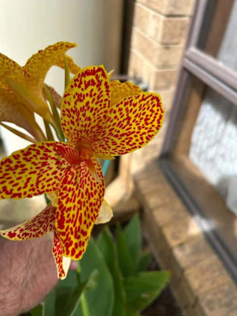 Beautiful maui punch Canna lily ( Only one pot plant remaining ...