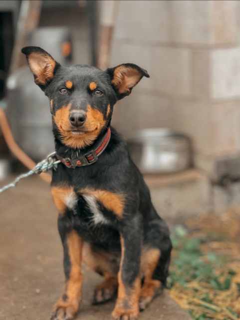 Purebred Kelpie Pup 6 months old | Dogs & Puppies | Gumtree Australia ...