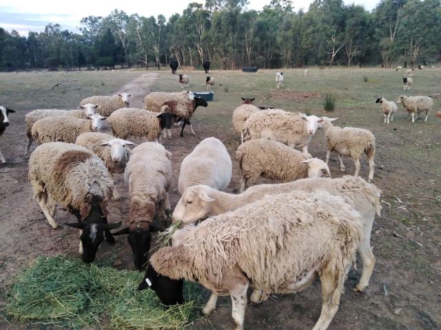 Mixed sheep ages from 1 year to 3 years | Livestock | Gumtree Australia ...