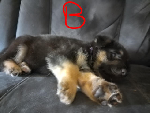 German Shepherd pups | Dogs & Puppies | Gumtree Australia Townsville ...