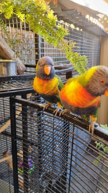 rainbow lorikeet For Sale | Birds | Gumtree Australia Shepparton City ...