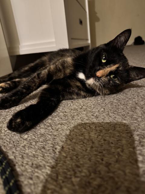 Sweet Pea - 1 year old tortoiseshell snuggle muffin | Cats & Kittens ...
