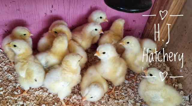 Chicks/Fertile Eggs/Brahma/Light Sussex/Australorp/Wyandottes ...