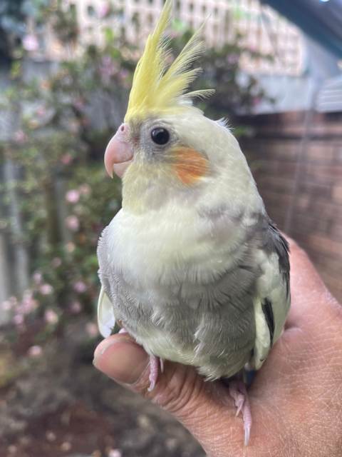 Beautiful Weiros birds for sale $80/Each | Birds | Gumtree Australia ...