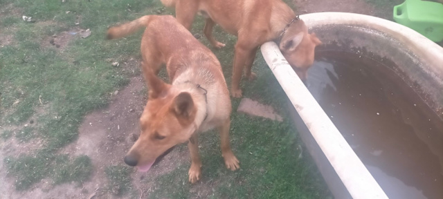 Coolie Kelpie Dog | Dogs & Puppies | Gumtree Australia Walcha Area ...