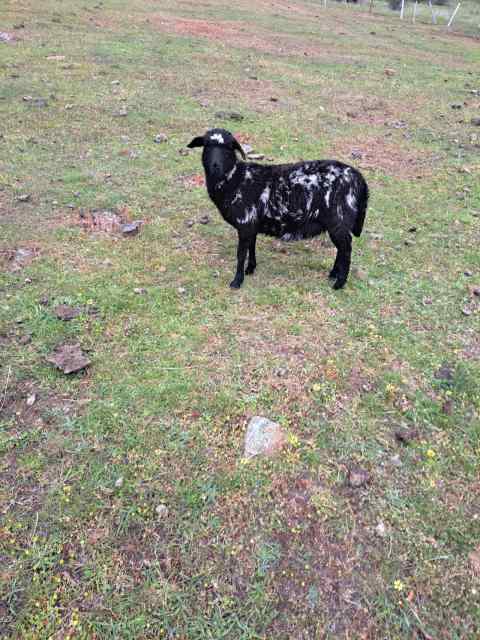 Extremely quiet pet lamb | Livestock | Gumtree Australia Derwent Valley ...