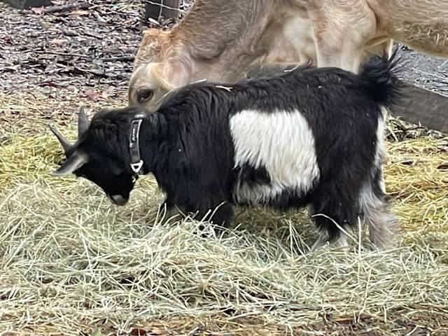 Adult goats and Miniature pigmy goats | Livestock | Gumtree Australia ...