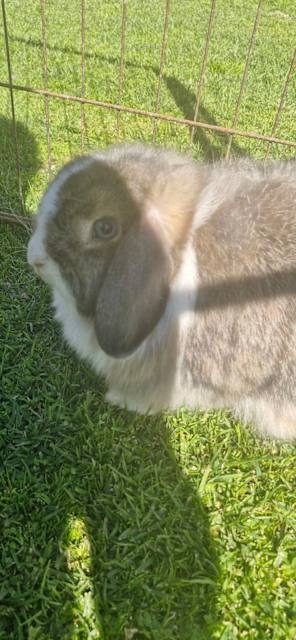 mini lop rabbits | Rabbits | Gumtree Australia Playford Area - Angle ...