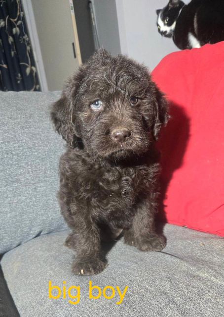 lagotto x labrador pups | Dogs & Puppies | Gumtree Australia Campaspe ...