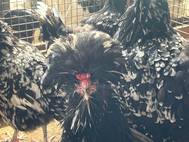 Chickens: show quality baby chicks, laying pullets, fertile eggs ...