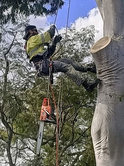 Dr Mick tree surgeon, your best local tree climber arborist / lopper ...
