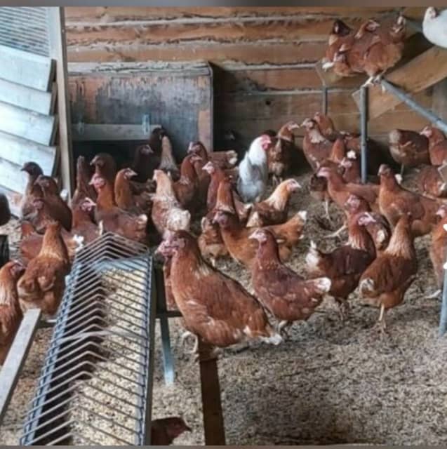 ISA-BROWN PULLETS | Livestock | Gumtree Australia Baw Baw Area ...