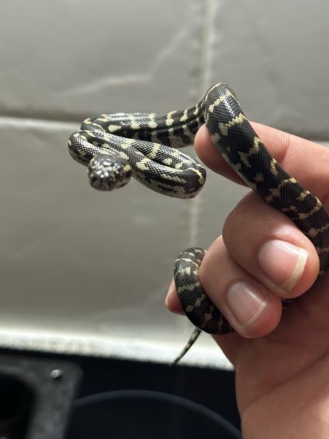 Baby pythons jungle python X diamond python | Reptiles & Amphibians ...