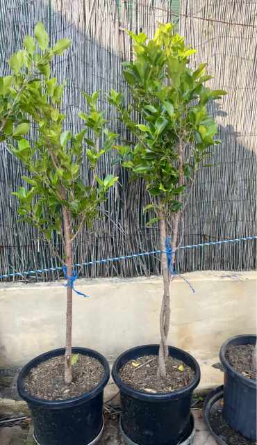 Ficus Trees, Ficus Plant, Standard Ficus Tree - Plants in Carlton NSW ...