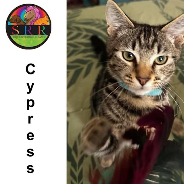 Cypress - Soquilichi Rescue Ranch | Cats & Kittens | Gumtree Australia ...