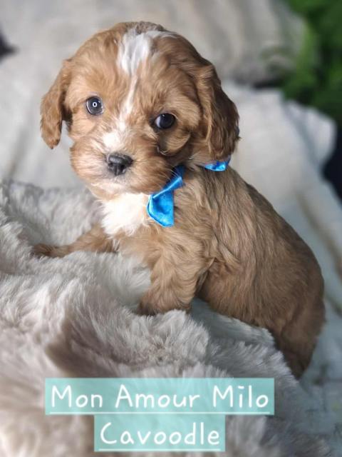 Cavoodle (Theodore) Puppies - Registered Breeder | Dogs & Puppies ...