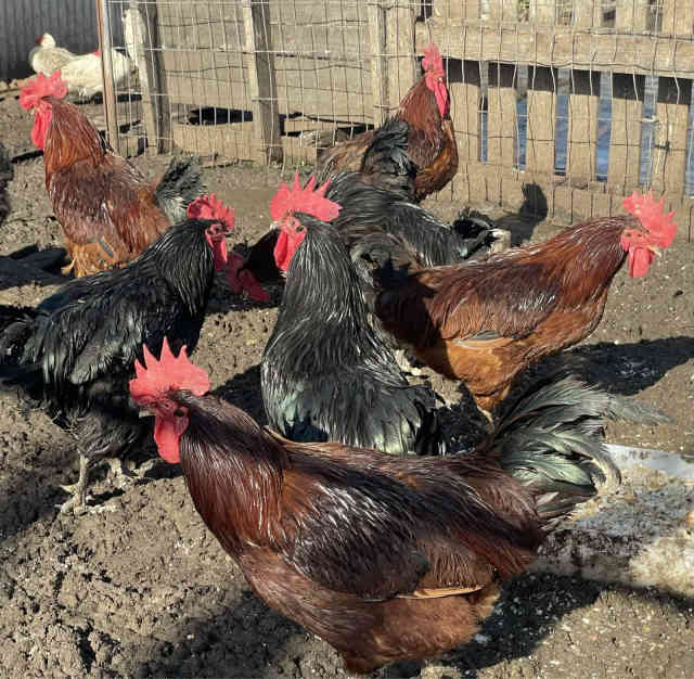 In over night Heaps of mature roosters | Livestock | Gumtree Australia ...