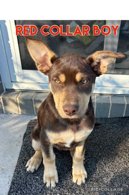 PURE KELPIE PUPS SOLD | Dogs & Puppies | Gumtree Australia Hawkesbury ...