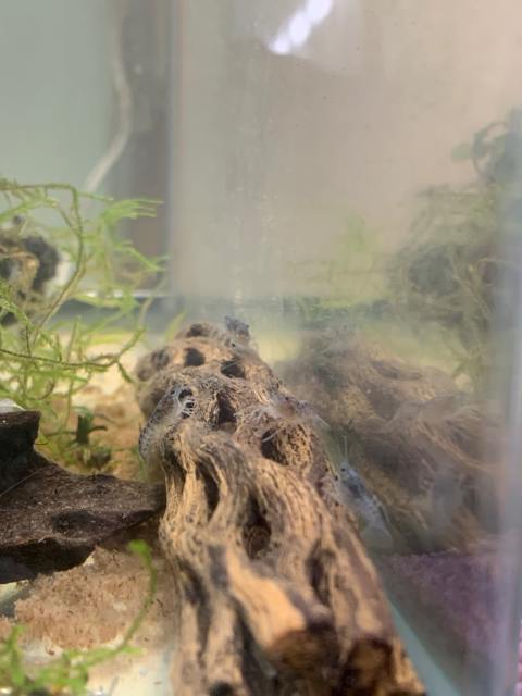 Baby Electric Blue Yabbies | Fish | Gumtree Australia Armadale Area ...
