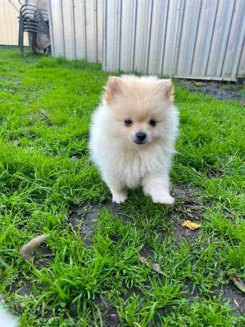 Pure Breed Pomeranian | Dogs & Puppies | Gumtree Australia Bankstown ...