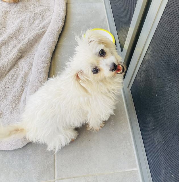 Maltese (Pure bred) | Dogs & Puppies | Gumtree Australia Murray Area ...