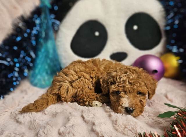 ♥️2 left abstract toy poodle puppies ♥️ READY NOW | Dogs & Puppies ...