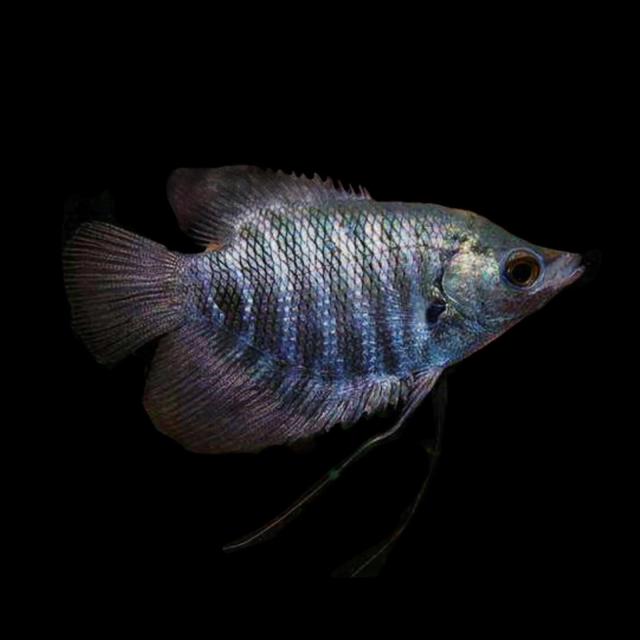 1 x WILD TYPE grey giant gourami GG | Fish | Gumtree Australia Adelaide ...