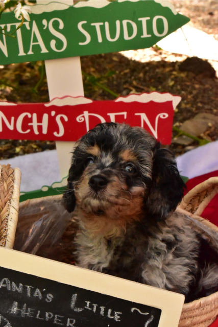 Tri colour Merle Mini Cavoodle Girl (sold) | Dogs & Puppies | Gumtree ...