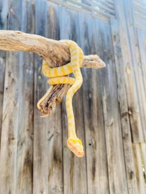 Albino Darwin Carpet Pythons | Reptiles & Amphibians | Gumtree ...