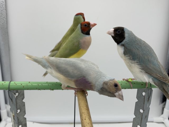 Gouldian Finch - Mutations | Birds | Gumtree Australia Monash Area ...