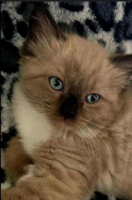 💖💖💖MINK & TRADITIONAL RAGDOLL KITTENS 💝 💖💖READY NOW💖💖💖 | Cats & Kittens ...