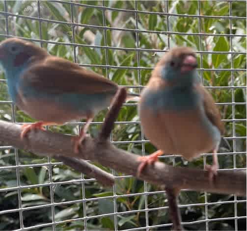 Red cheek Cordon-Bleu finch | Birds | Gumtree Australia Mundaring Area ...