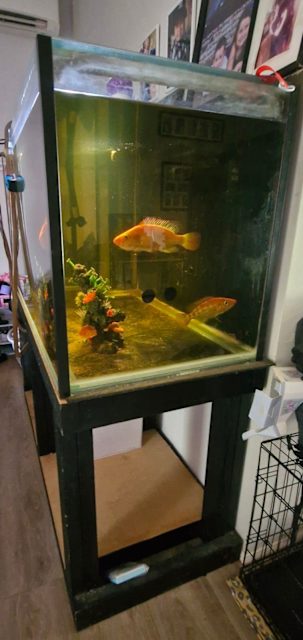 600+ ltr fish tank. 2F 1M Red Snooks | Fish | Gumtree Australia Logan ...
