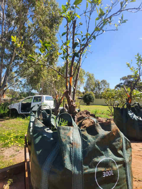 Orange and Avocardo Trees Fruiting - Plants in York WA | Gumtree Australia