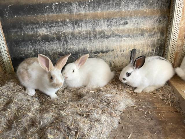 New Zealand Rabbits | Rabbits | Gumtree Australia Hobsons Bay Area ...