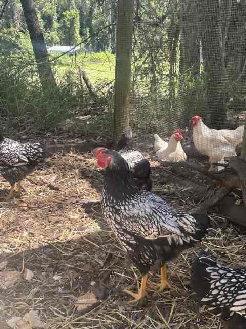 Muscovy ducks/roosters/goats | Livestock | Gumtree Australia Caloundra ...
