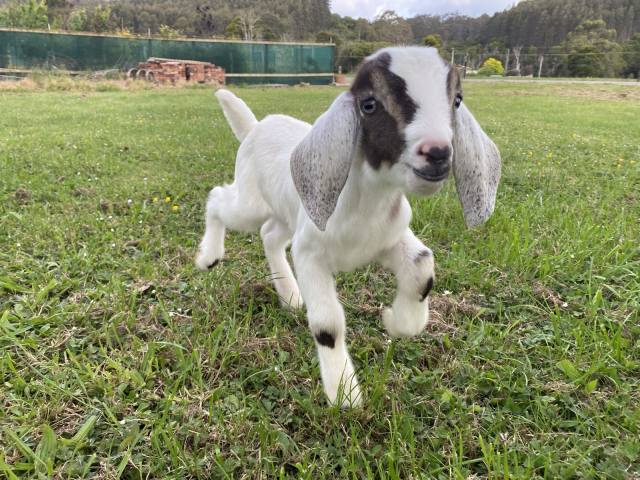 Miniature Baby Goat | Livestock | Gumtree Australia Circular Head ...